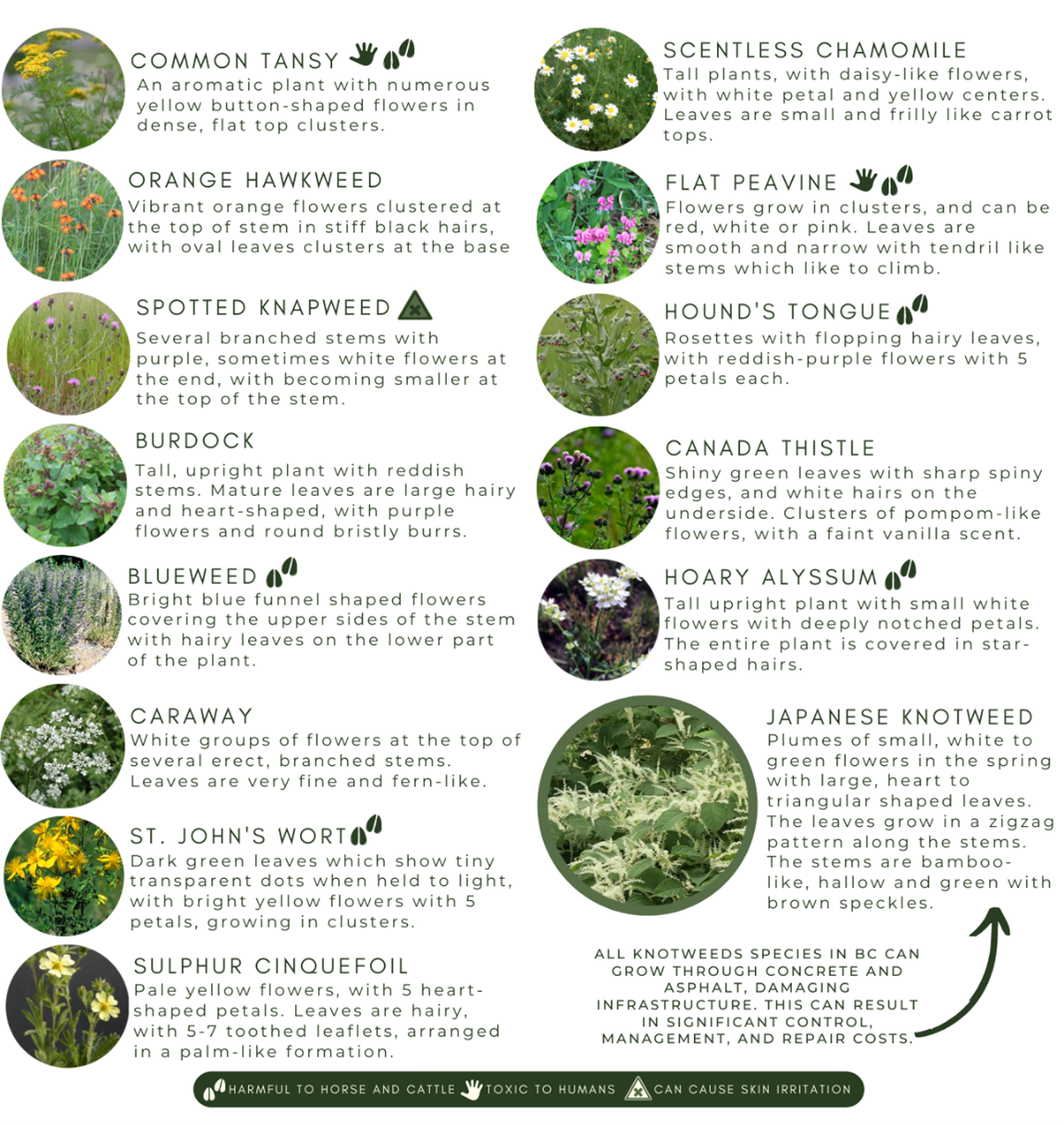 City of Fernie | Invasive and Noxious Weeds